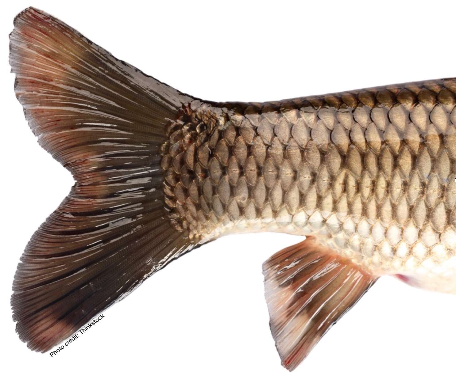 FISH CAMP - WELCOME TO MY BLOG